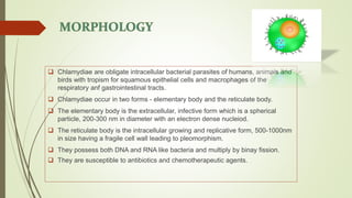 Rickettsiae and chlamydiae 1 | PPTX | Infectious Diseases | Diseases and Conditions