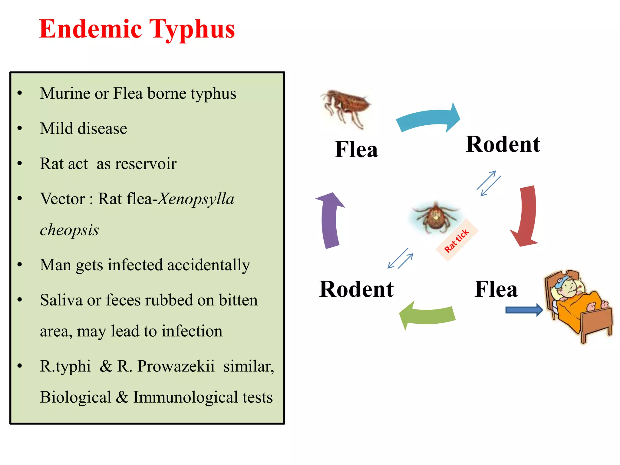 Rickettsial Diseases | PPTX