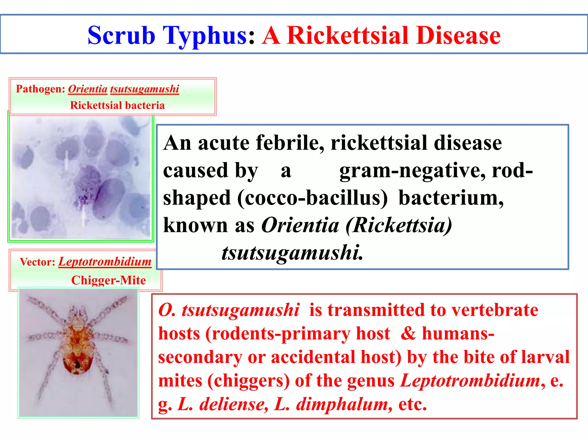 Rickettsial Diseases | PPTX