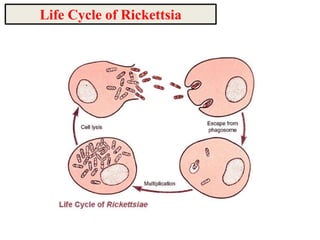 Rickettsia Diagram