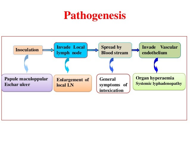 Rickettsial Diseases