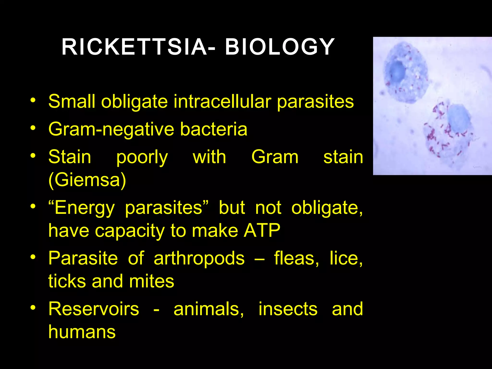 RICKETTSIAL INFECTION: DIVERSITIES, DILEMMA AND CHALLENGES | PPT