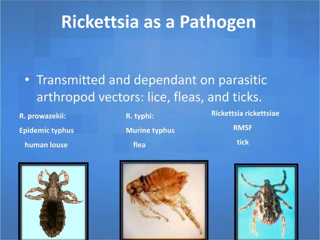 Rickettsial diseases | PPTX