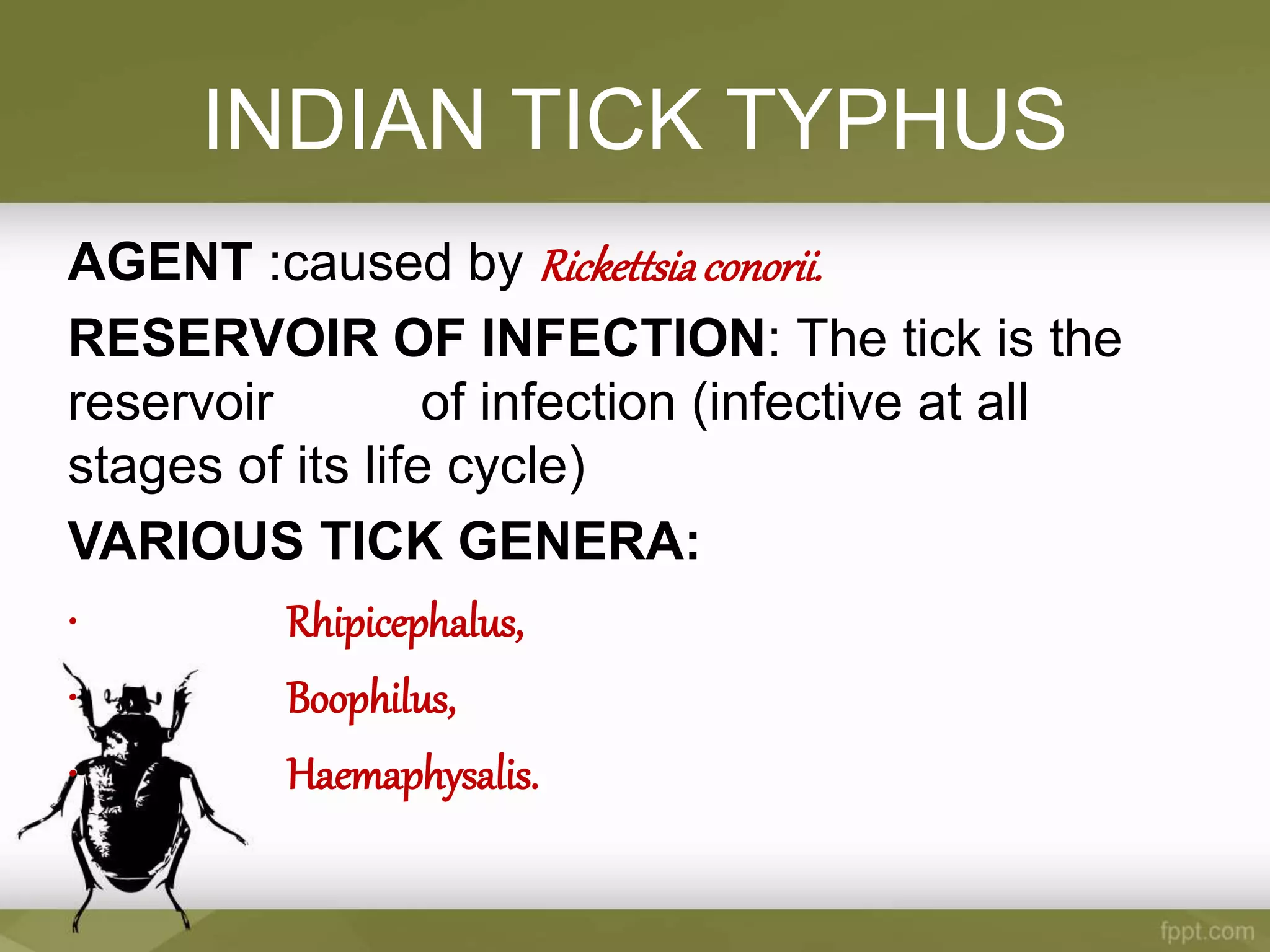 Rickettsial diseases | PPT