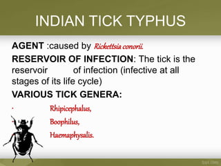 Rickettsial diseases | PPT
