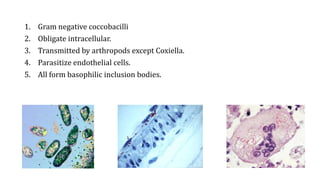 Rickettsial Infection.pptx