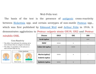 Rickettsial zoonoses | PDF