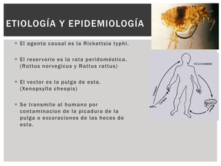 Rickettsia prowazekii | PPTX