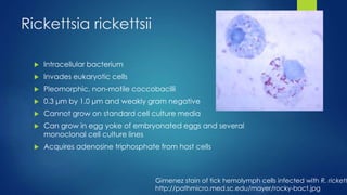 Rickettsia rickettsii presentation | PPTX