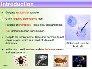 Rickettsia | PPT