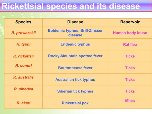 Rickettsia | PPT | Infectious Diseases | Diseases and Conditions