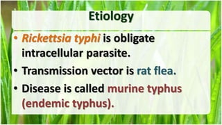 Rickettsia typhi | PPSX