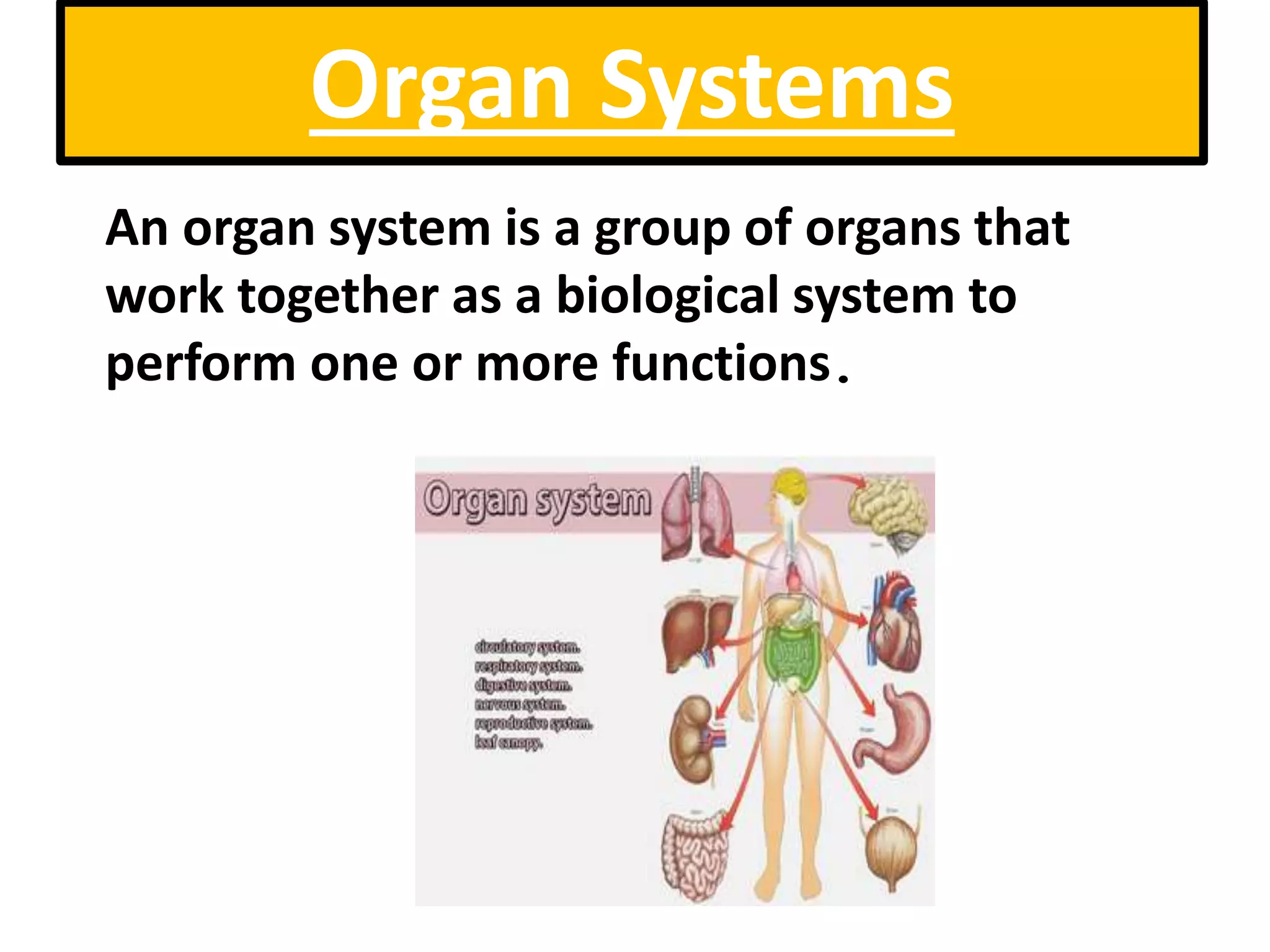 organs in human | PPT