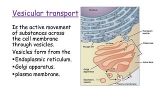 Golgi Apparatus (Cell Organelle) In Eukaryotes | PPTX