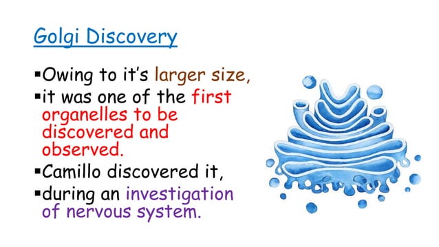 Golgi Apparatus (Cell Organelle) In Eukaryotes | PPT