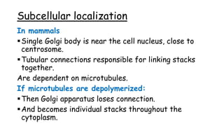 Golgi Apparatus (Cell Organelle) In Eukaryotes | PPT