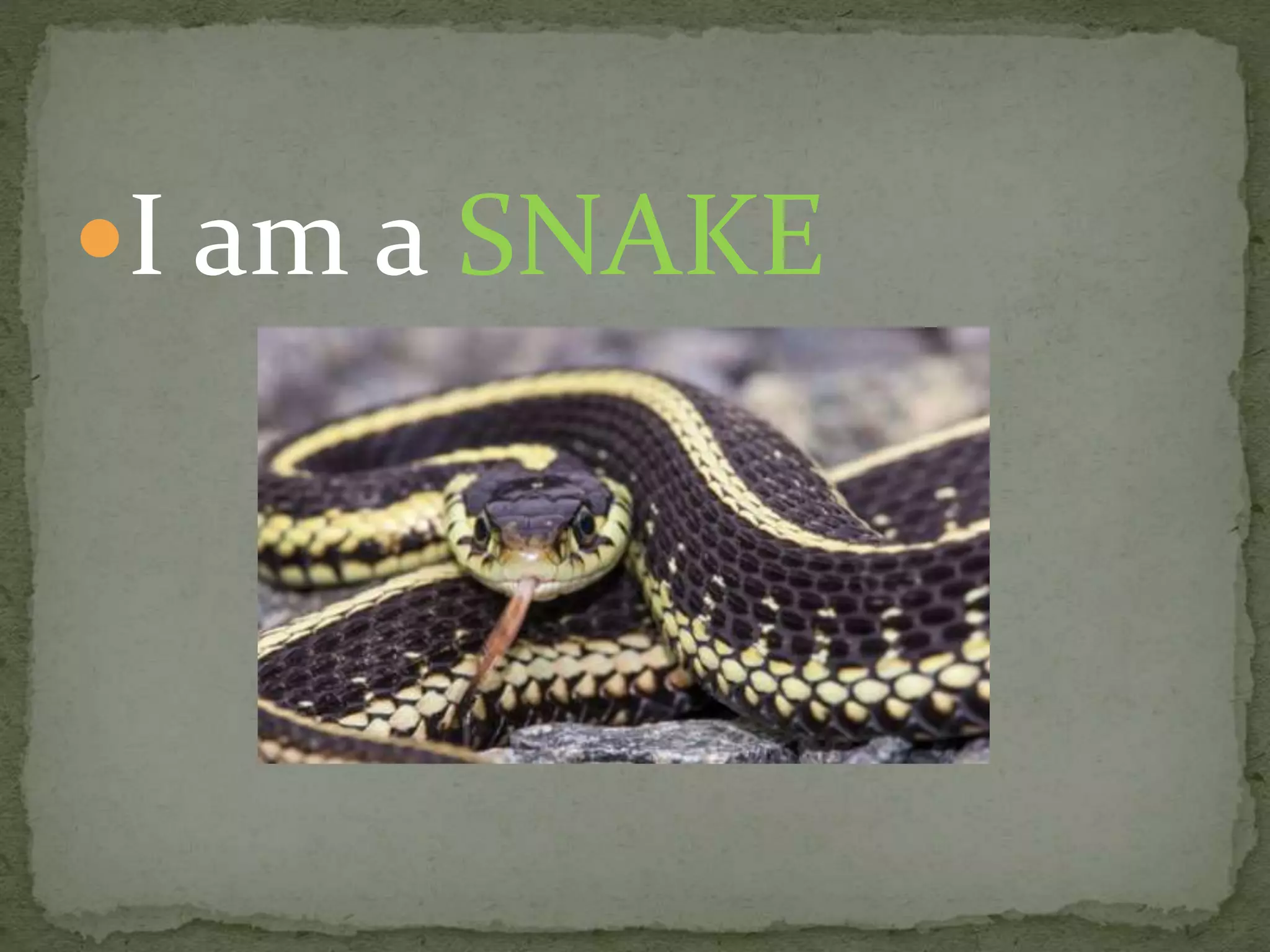 RIDDLES ABOUT ANIMALS.pptx