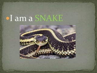 RIDDLES ABOUT ANIMALS.pptx