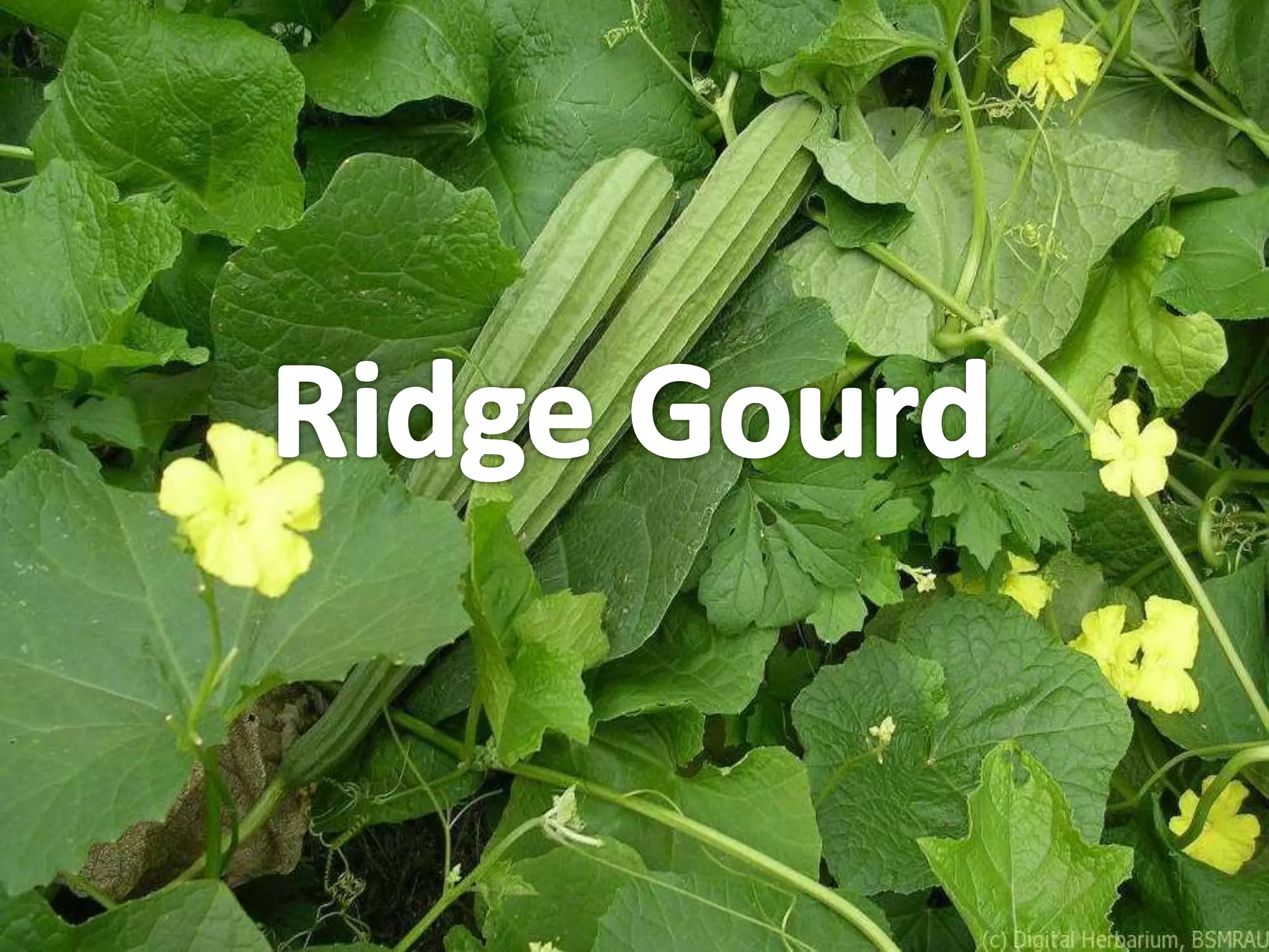 Ridge gourd | PPTX