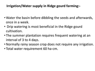 Ridge gourd | PPTX