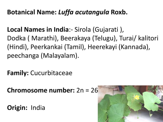 Ridge gourd | PPTX