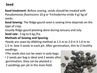 Ridge gourd | PPTX