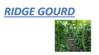 Ridgegourd | PPTX