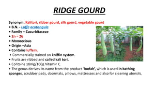 Ridgegourd | PPTX