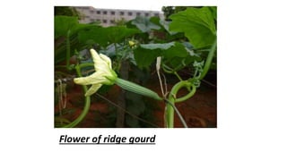 Ridgegourd | PPTX