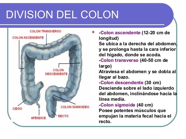 1.1 aparato digestivo