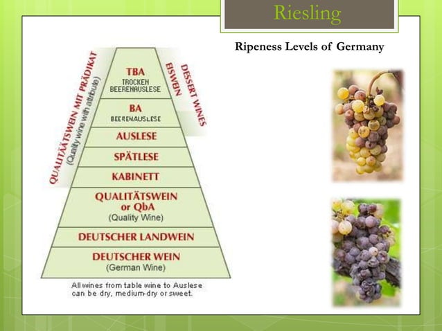 Riesling Ppt