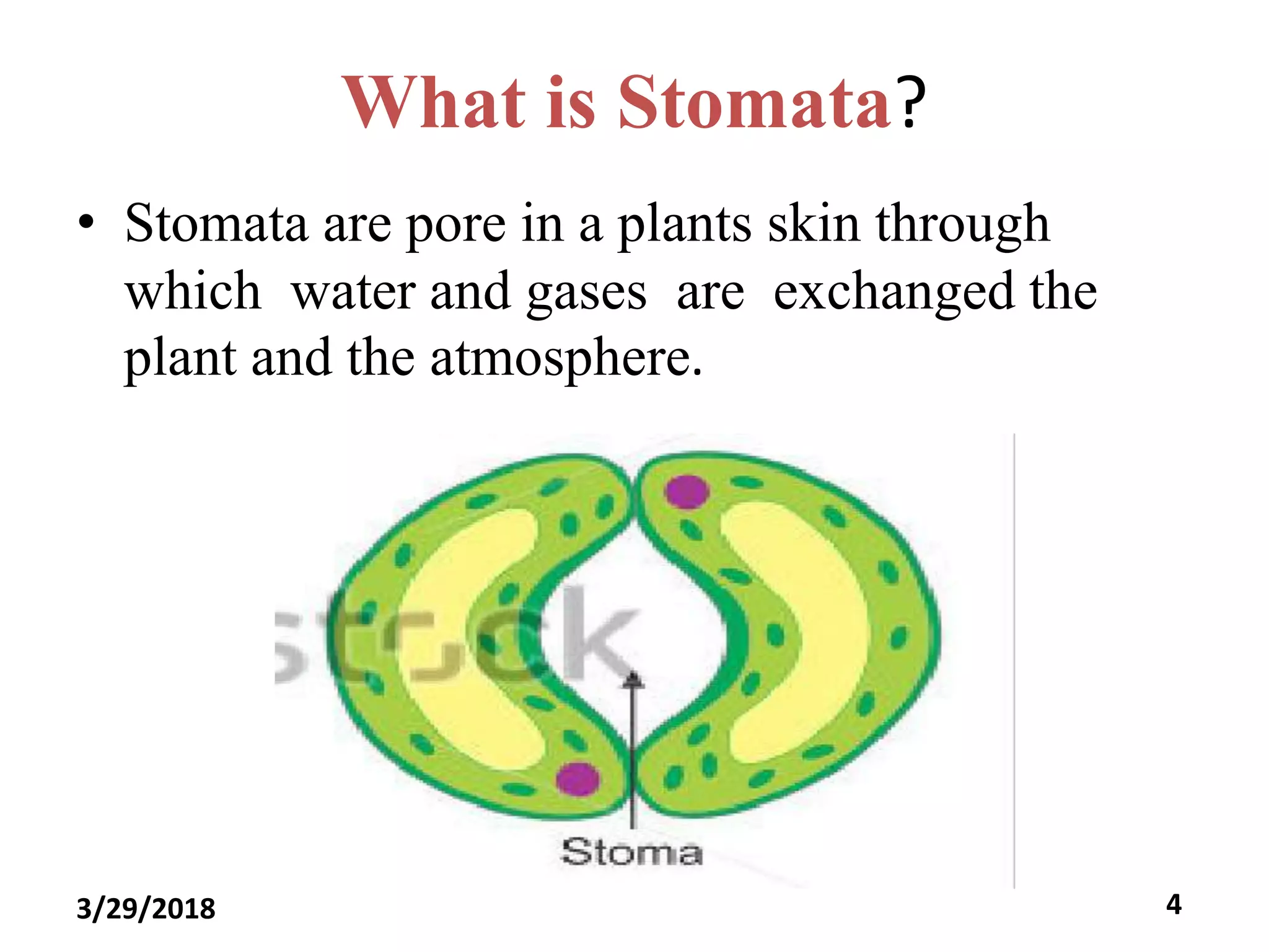 Presentation on stomata | PPTX