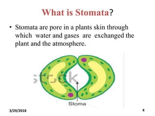 Presentation on stomata | PPT