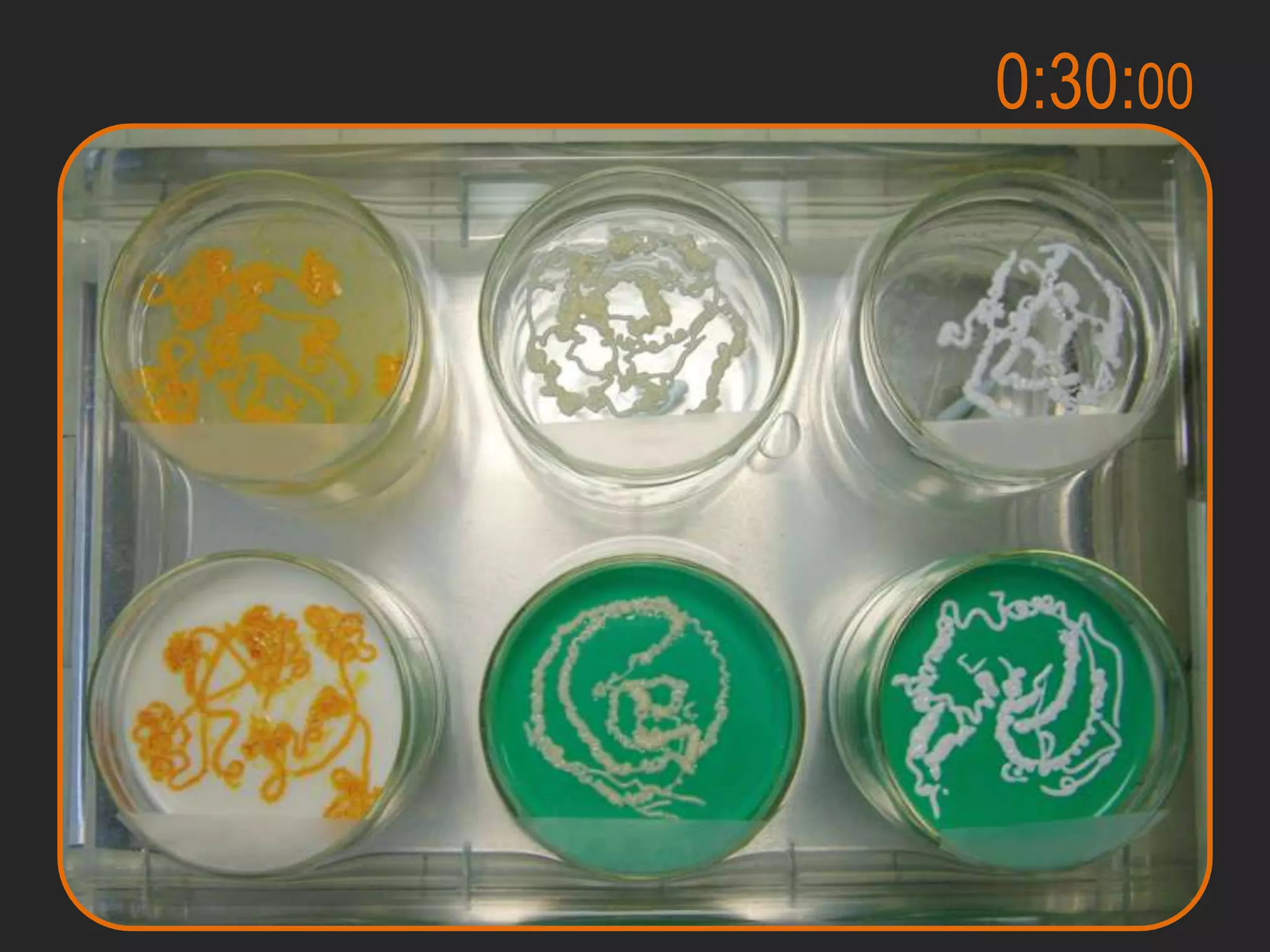 Rifaximin - Fatro worldwide exclusive antibiotic | PPTX