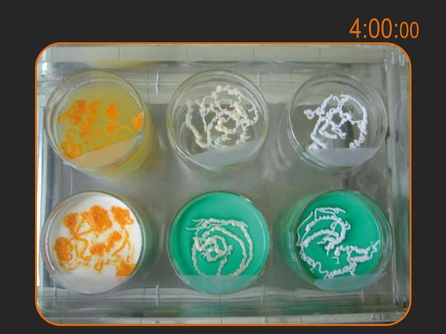 Rifaximin - Fatro worldwide exclusive antibiotic | PPTX