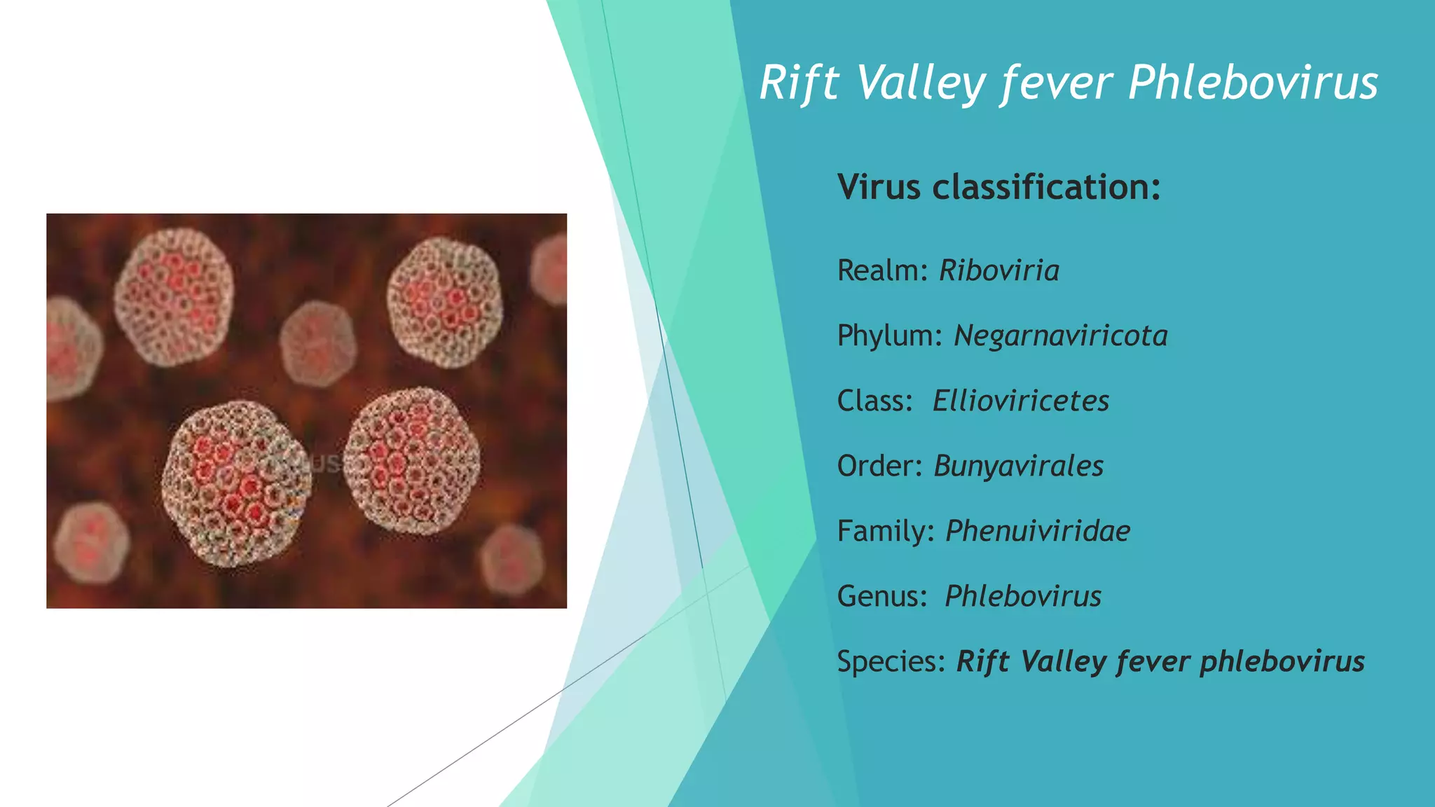 Rift valley-virus | PPTX