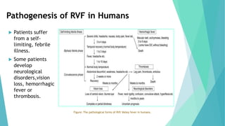 Rift valley-virus | PPTX
