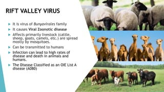 Rift valley-virus | PPTX