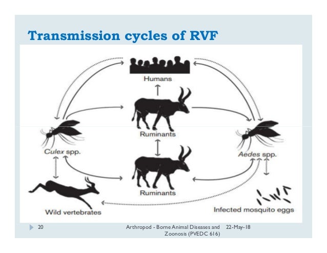Rift valley fever ppt.