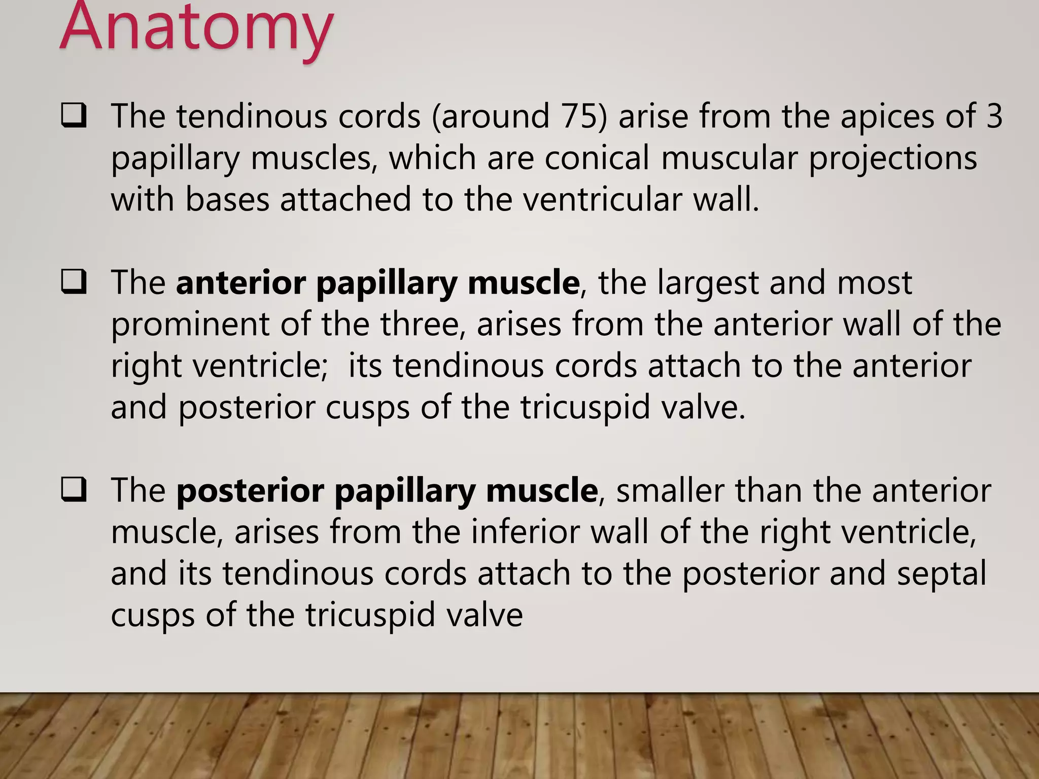 Right Ventricle Anatomy, Physiology & ECHO Assessment by Dr. Vaibhav ...