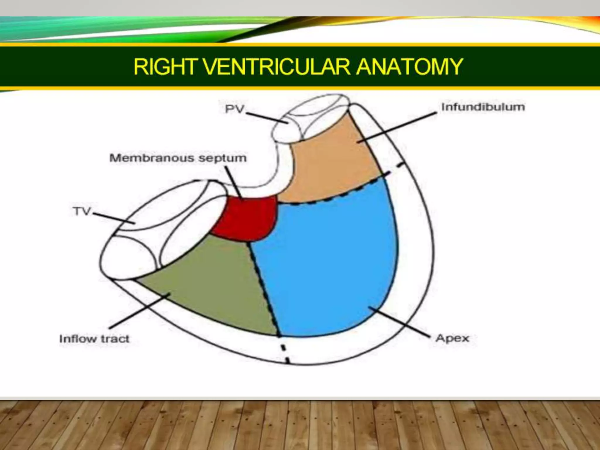 Right Ventricle Anatomy, Physiology & ECHO Assessment by Dr. Vaibhav ...