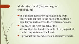 Right ventricle | PPTX | Heart and Cardiovascular Diseases | Diseases ...
