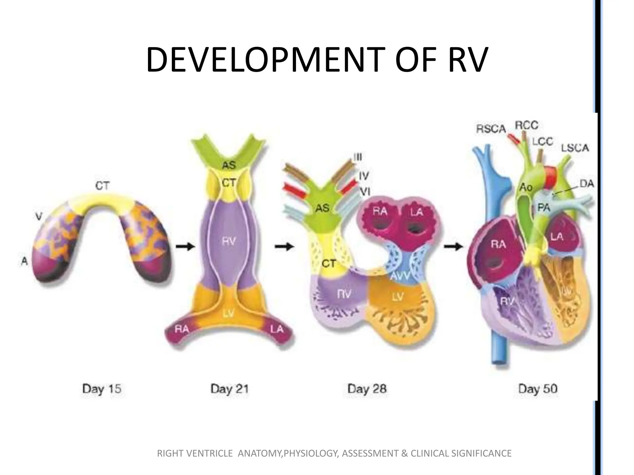 Right ventricle anatomy ,physiology and echo findings.ppt