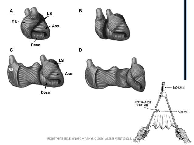 Right ventricle (RV) anatomy and functions | PPT | Heart and ...