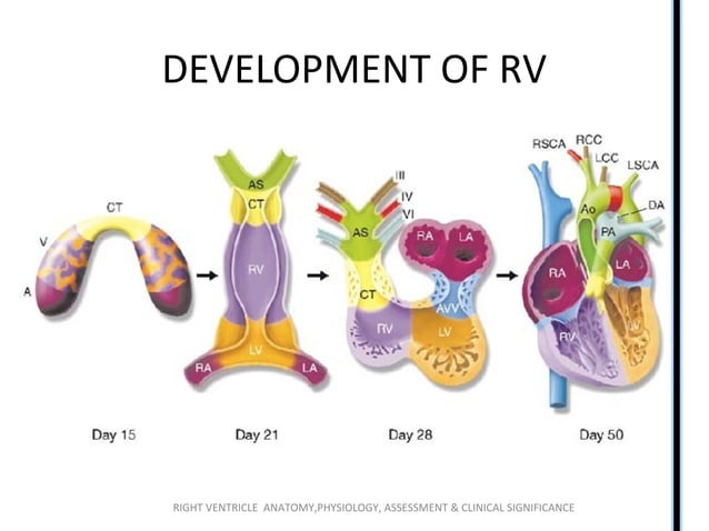 Right ventricle (RV) anatomy and functions | PPT | Heart and ...