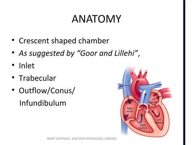 Right ventricle (RV) anatomy and functions | PPT | Heart and ...
