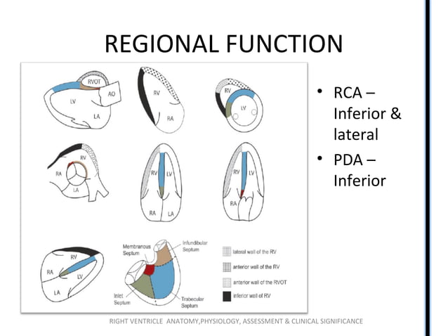 Right ventricle (RV) anatomy and functions