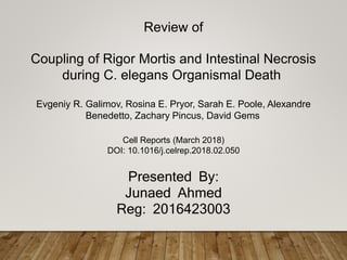 Rigor Mortis and Intestinal Necrosis During C. elegans Death | PPTX