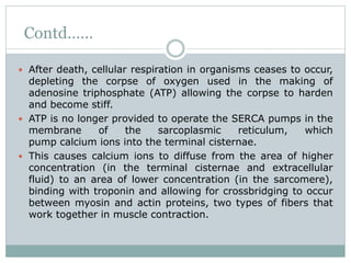 Rigor Mortis Stages In Humans