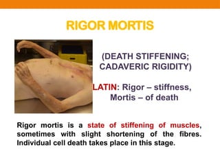 RIGOR MORTIS forensic medicine Late pm changes.pptx